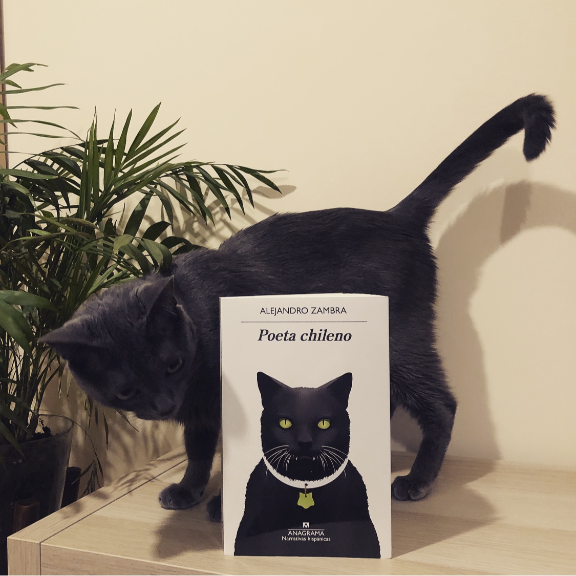 Reseña de Poeta chileno de Alejandro Zambra – Leer es vivir dos veces